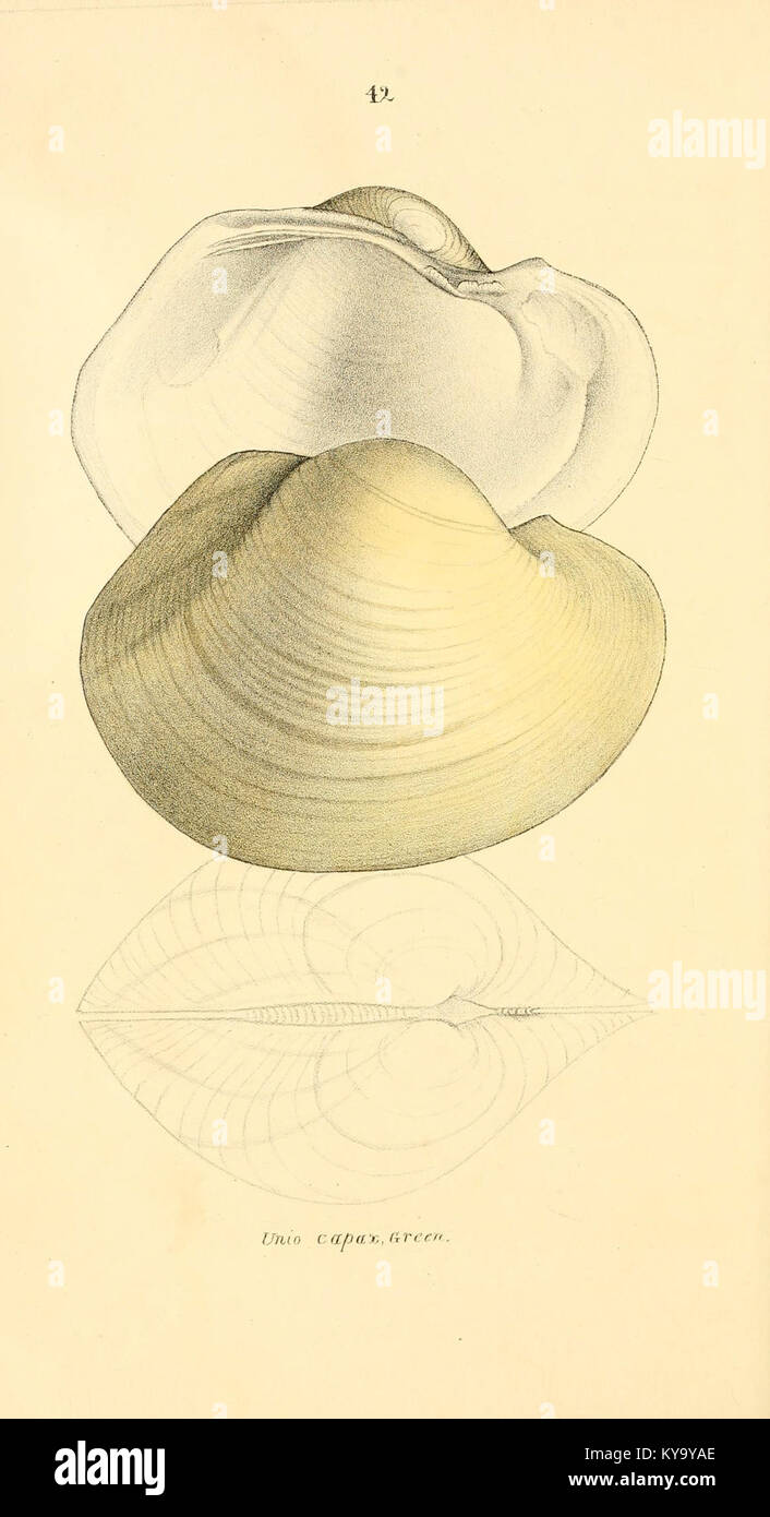 Various anatomical structures of marine organisms hi-res stock ...