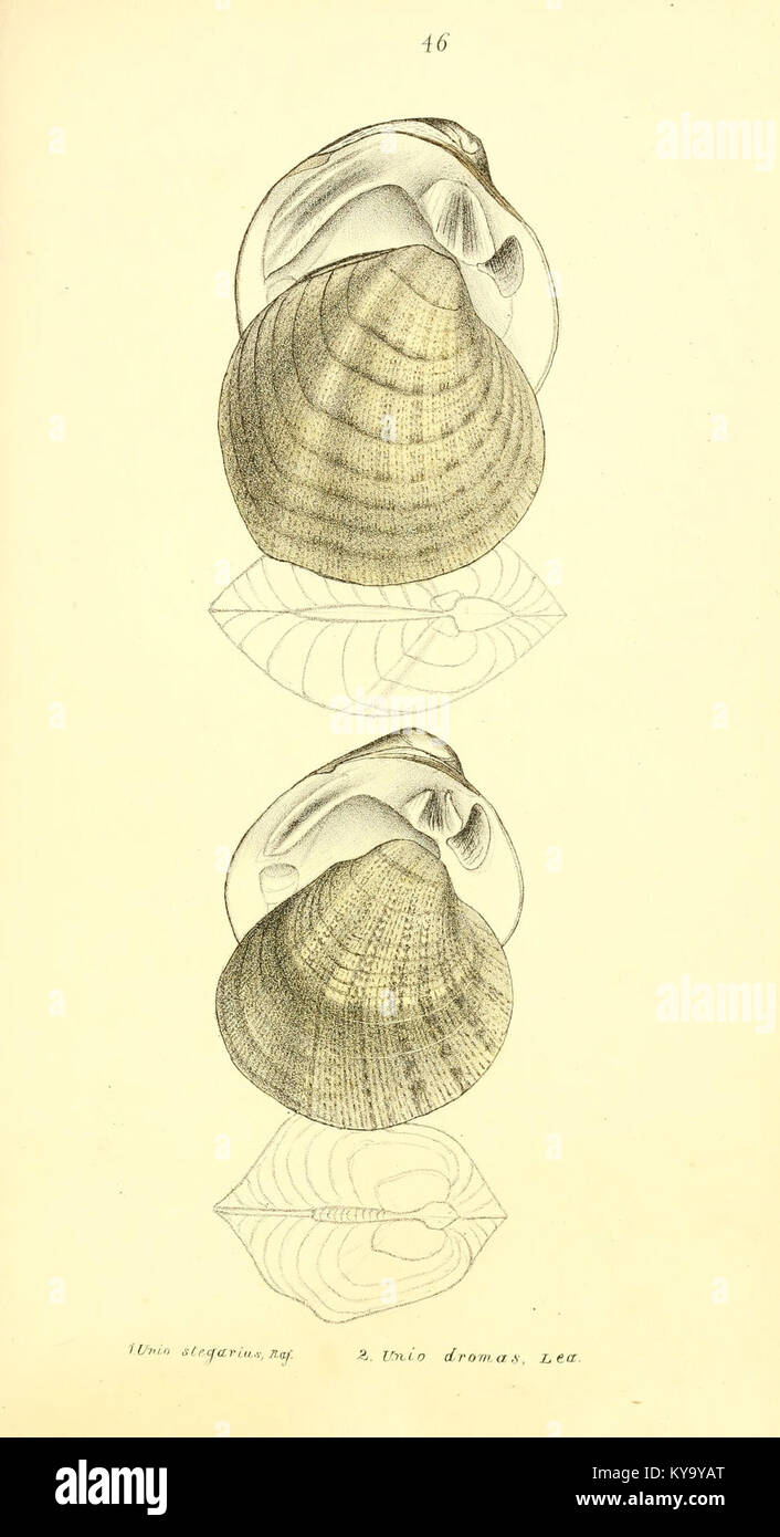 Shell morphology within hi-res stock photography and images - Alamy
