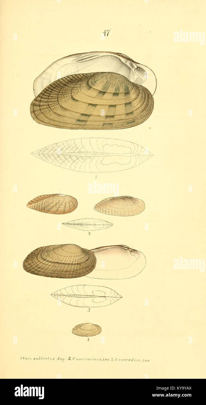 The *Monography of the Family Unionid* is a scientific work focused on ...