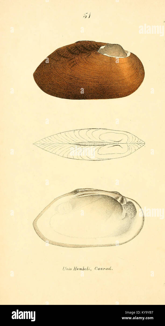 This image is from a monograph on the Unionidae family of freshwater ...