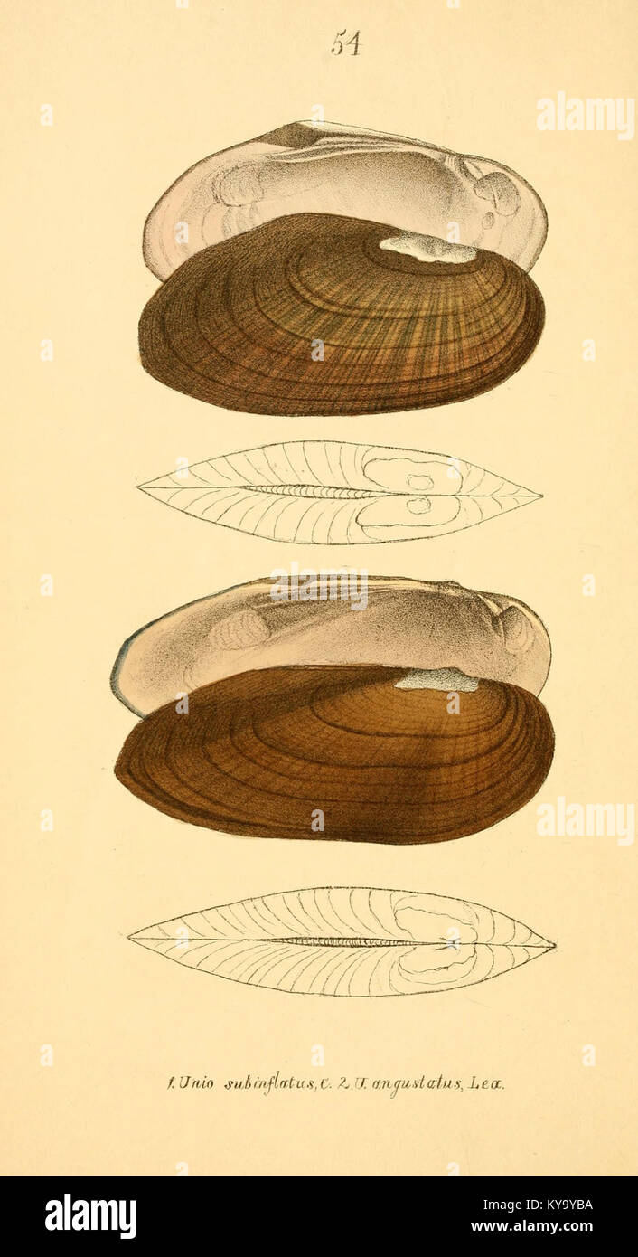 Monography of the family Unionidæ (Plate LIV, Fig. 1) (6377453243 Stock ...