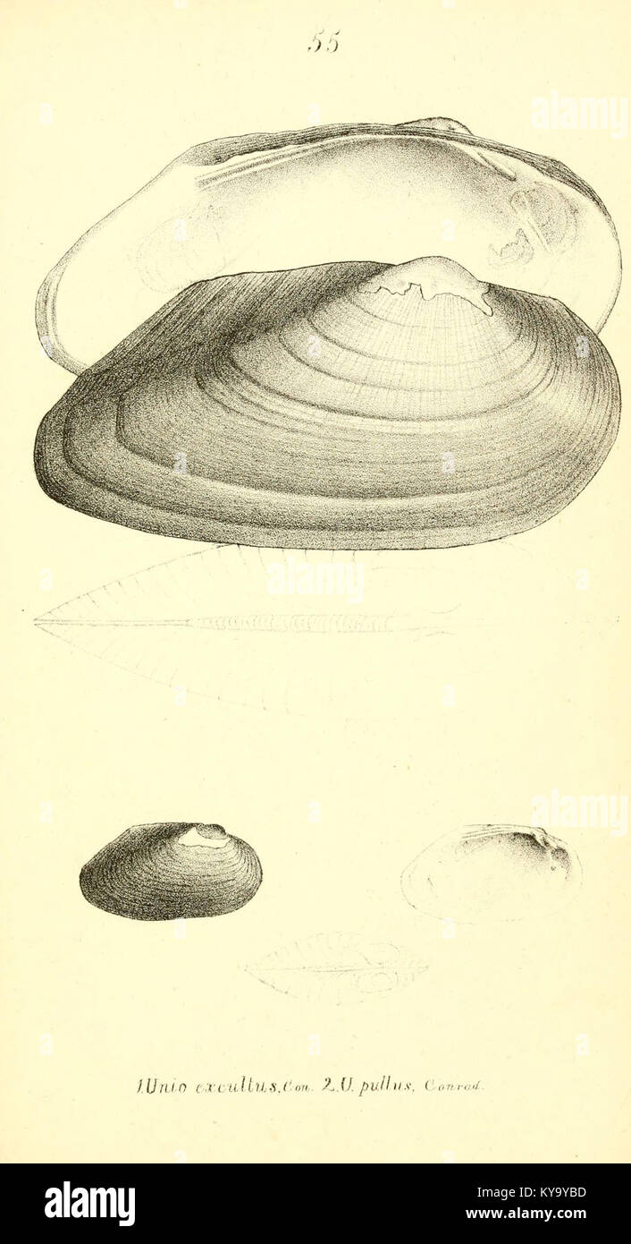Monography of the family Unionidæ (Plate LV, Fig 2) (6377455443 Stock ...