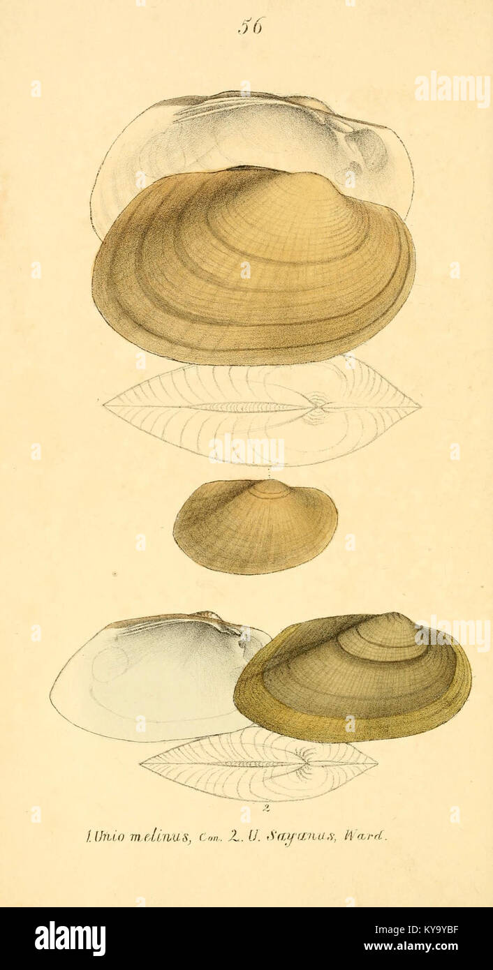 A scientific illustration from a monograph on the Unionidae family of ...