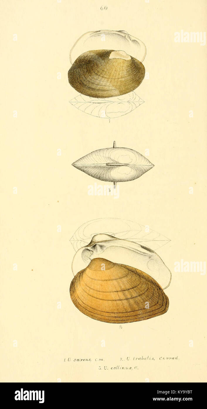 Monography of the family Unionidæ (Plate LX, Fig. 1) (6377461839 Stock ...