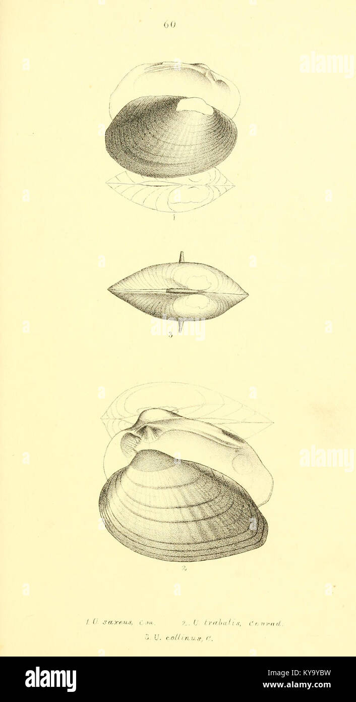 A scientific illustration from the 'Monography of the family Unionid ...
