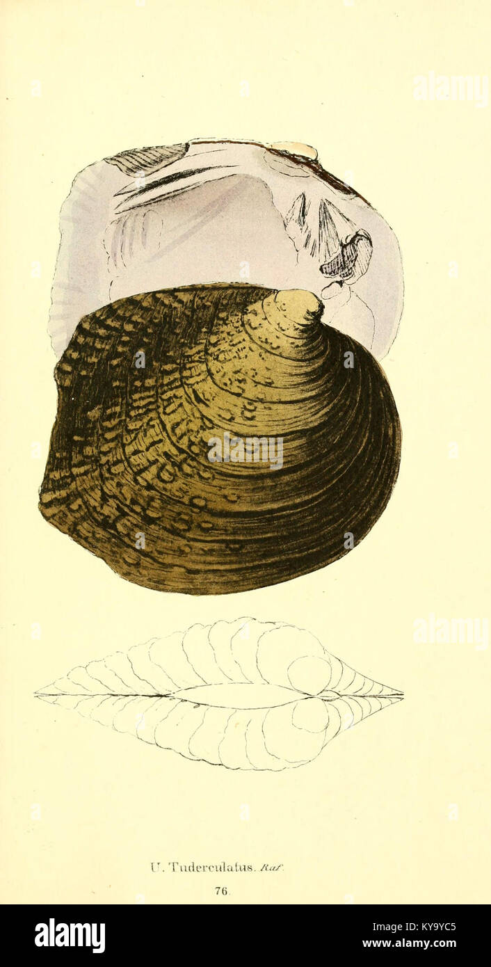 Various species of mussels hi-res stock photography and images - Alamy