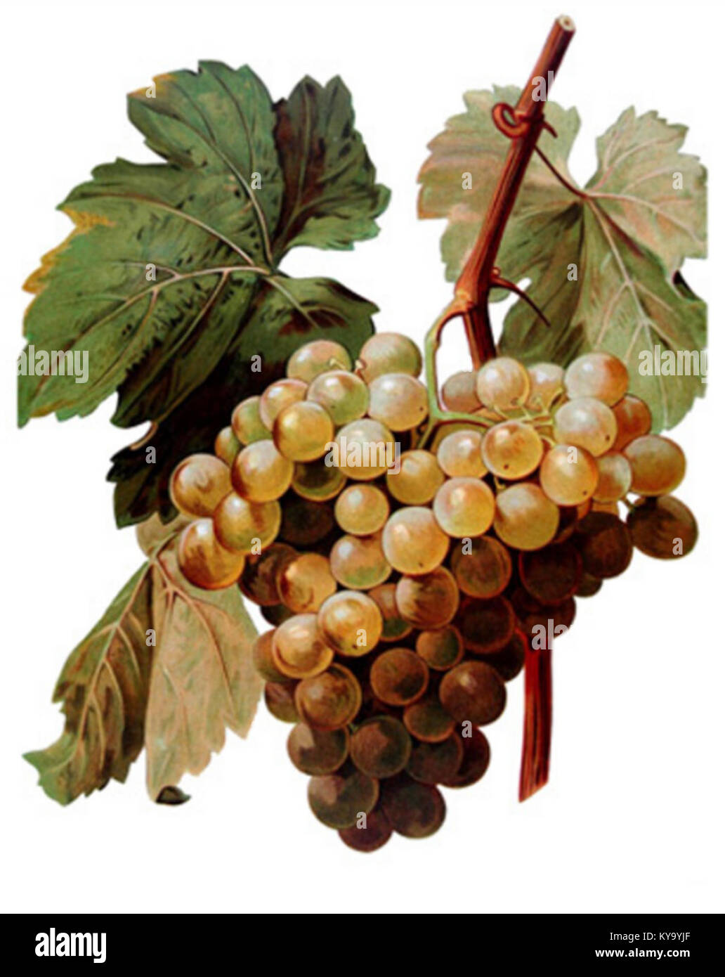 Cultivated field in early Cut Out Stock Images & Pictures - Alamy