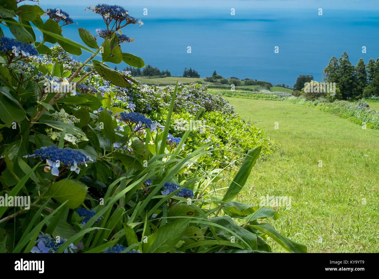 Azores hydrangea hi-res stock photography and images - Alamy