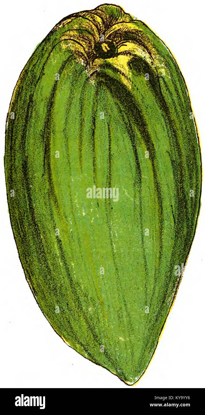 This botanical work highlights medicinal plants native to the Eastern ...