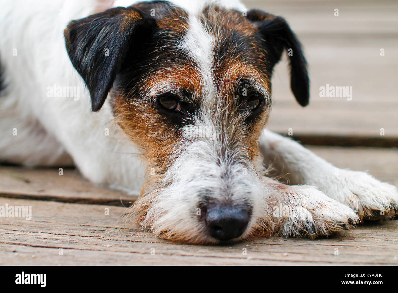Tired dog after walking - Sad dog - Fox terrier portrait Stock Photo ...