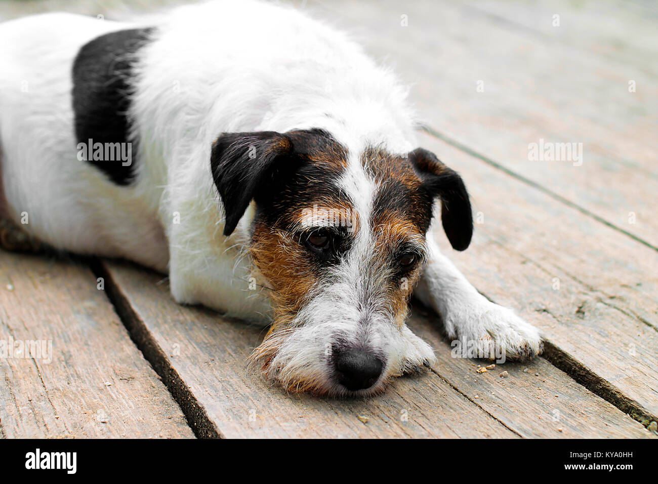 Sad dog hi-res stock photography and images - Alamy