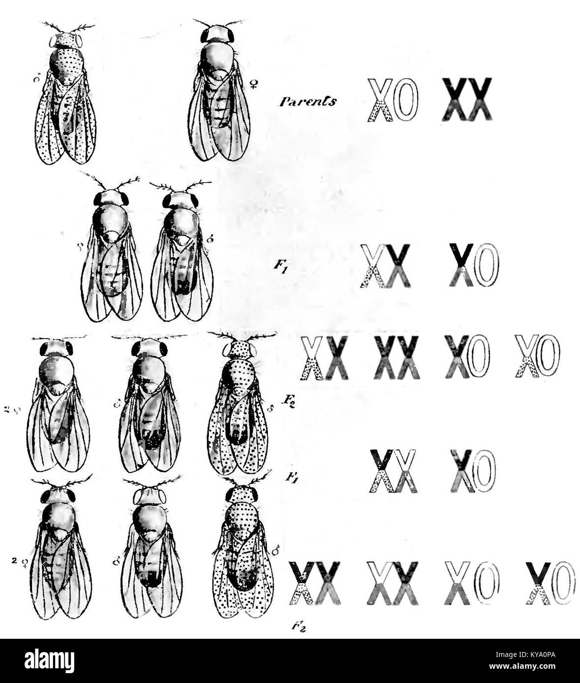 Figure 4 from PSM volume 84 illustrates the mechanism of heredity ...