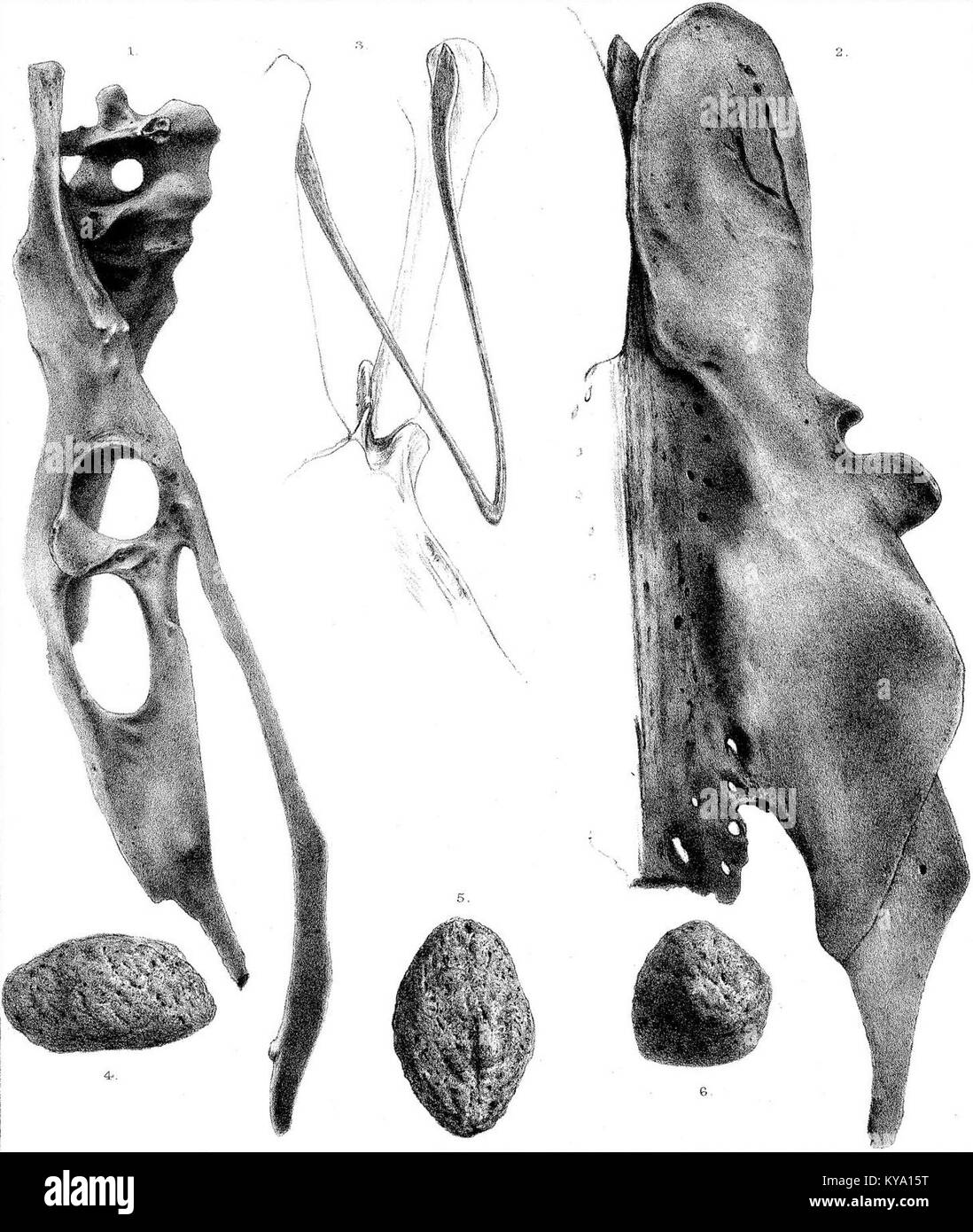 Gizzard stone hi-res stock photography and images - Alamy