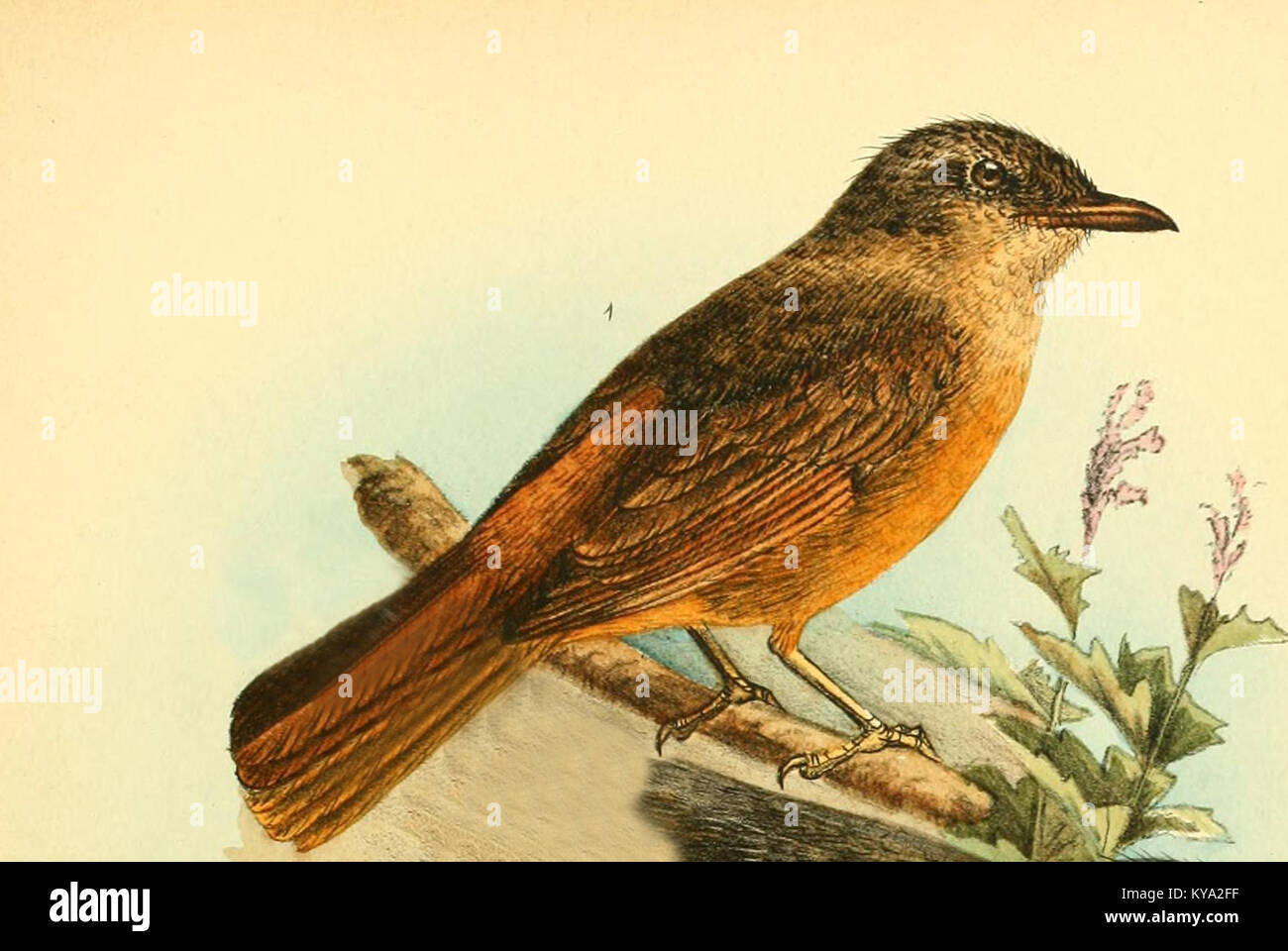 Sub saharan africa 1900 hi-res stock photography and images - Alamy