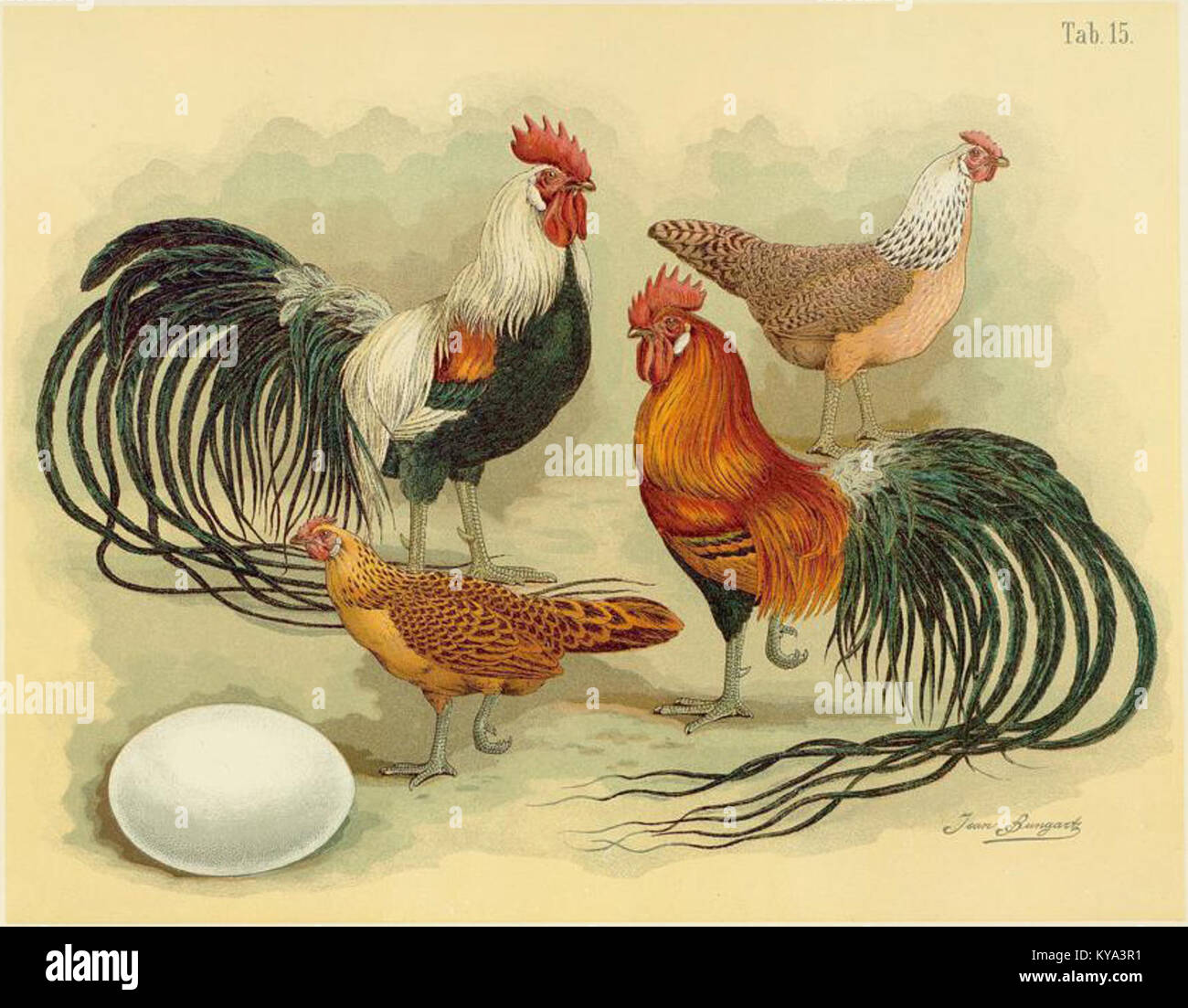 This illustration of chickens from the 1885 'Geflügel-Album' by Jean ...
