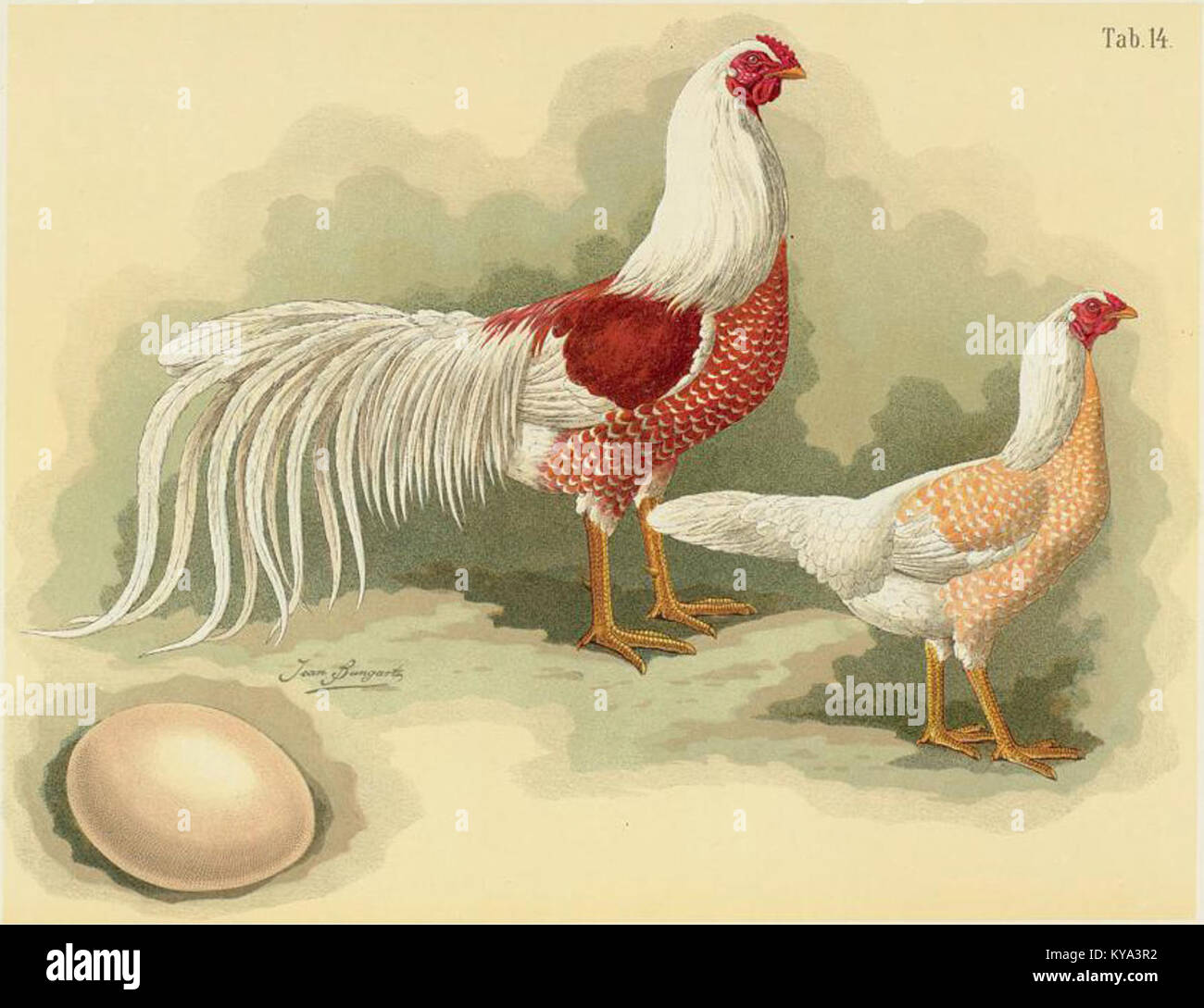'Tab14 Hühner' is an illustration from Jean Bungartz's 'Geflügel-Album ...