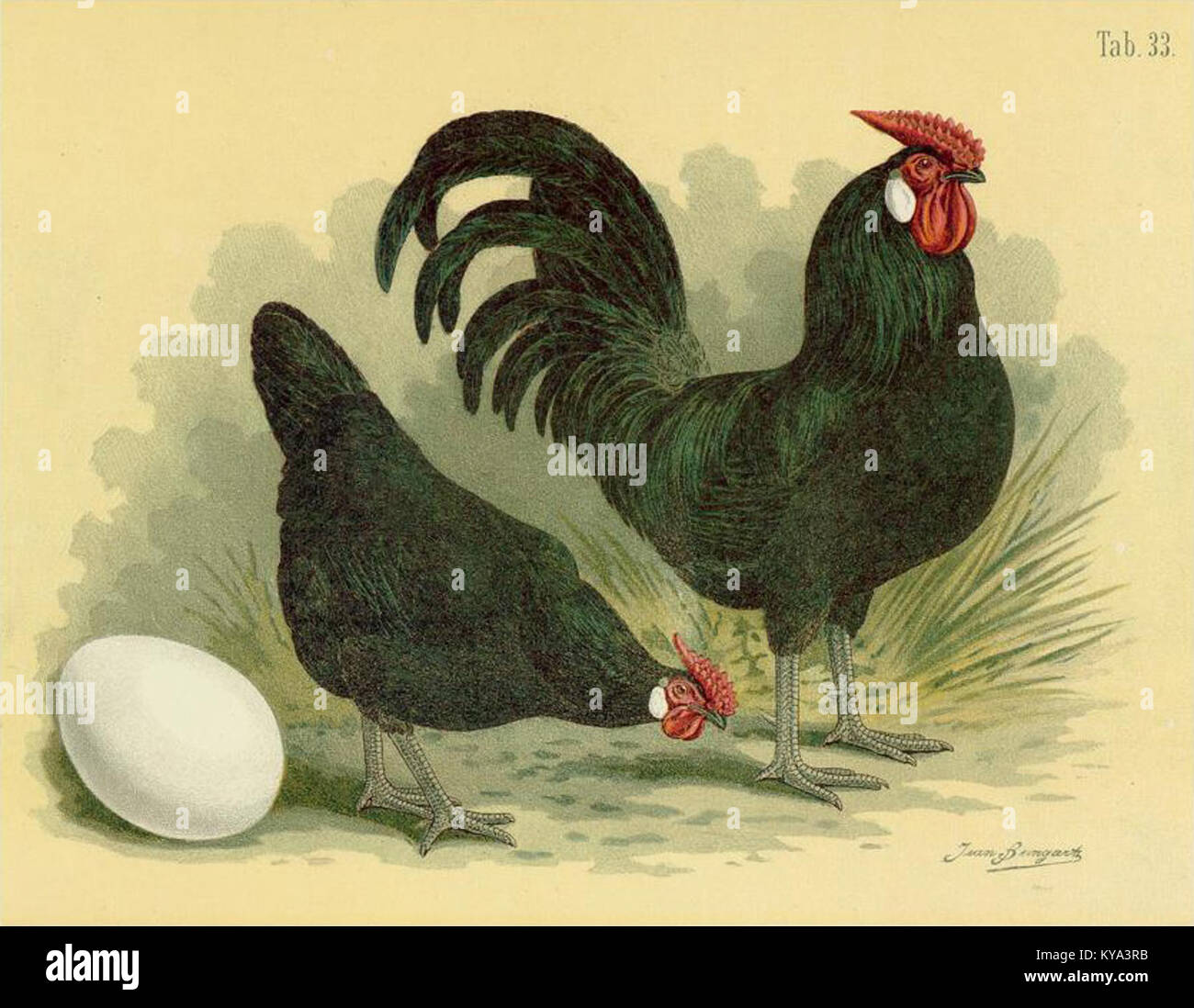 Illustration of chickens in Tab 33 from the 1885 Poultry Album by Jean ...