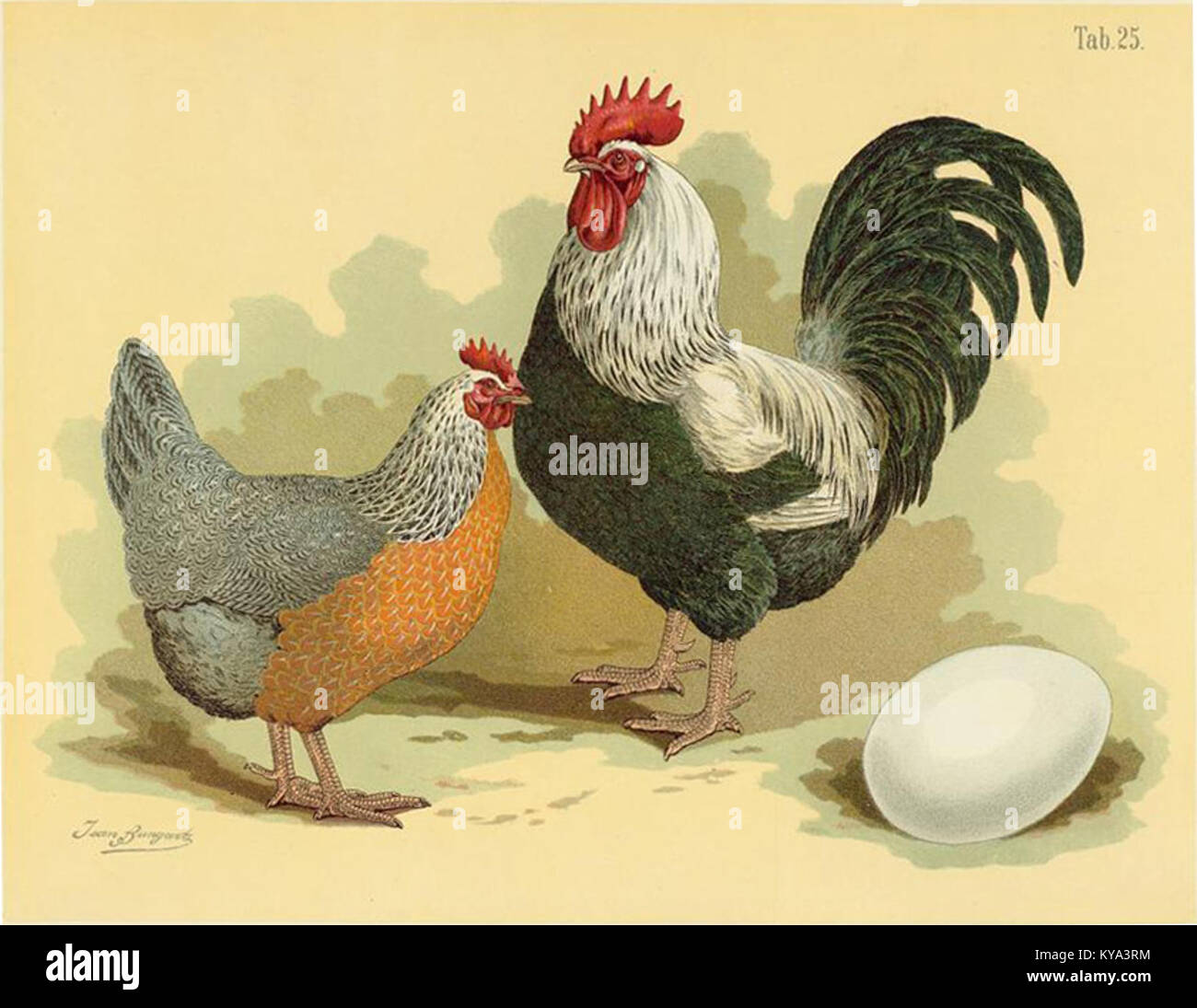 Poultryfeature hi-res stock photography and images - Alamy