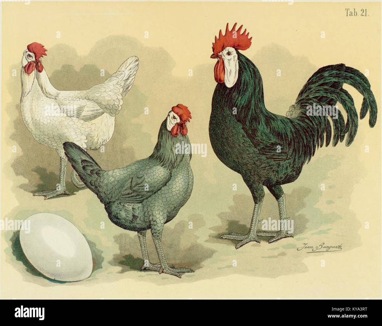 Illustration 'Tab21 Hühner' from the 1885 Poultry Album by Jean ...