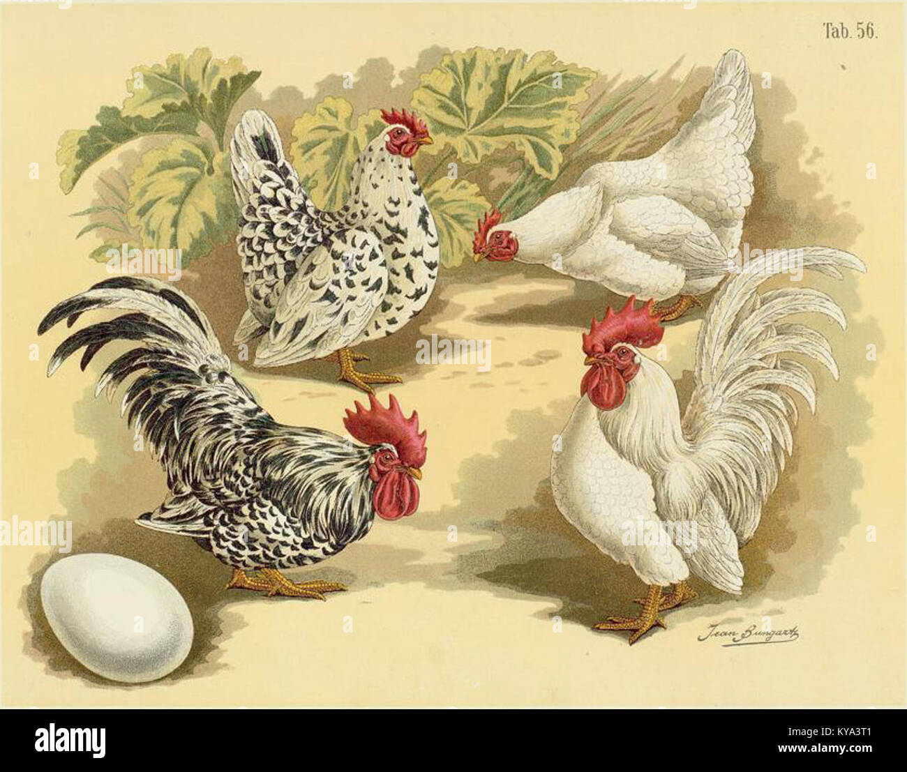 Chickens on farm illustration hi-res stock photography and images - Alamy