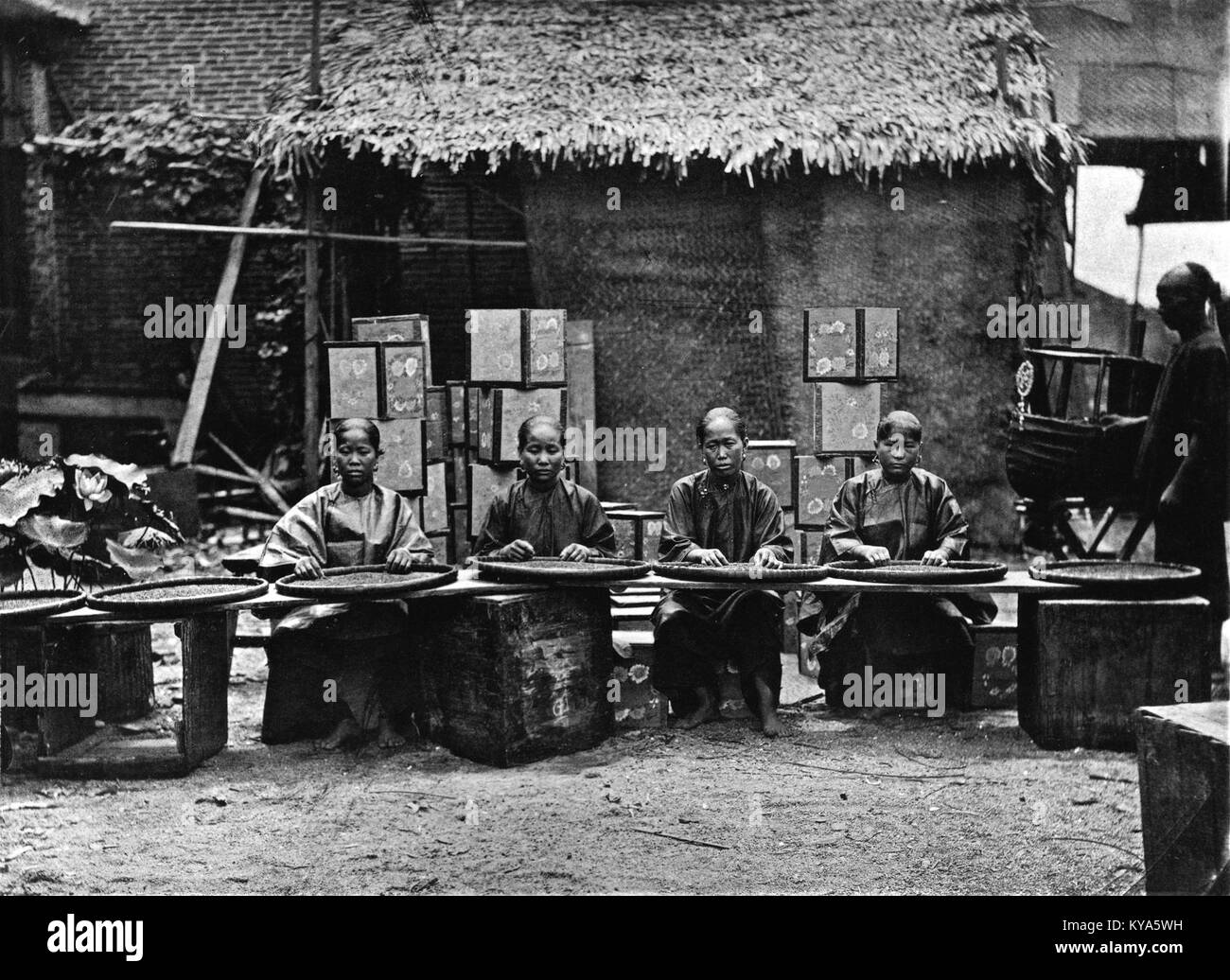 Tea picking in Canton, China, depicts workers harvesting tea leaves, a ...