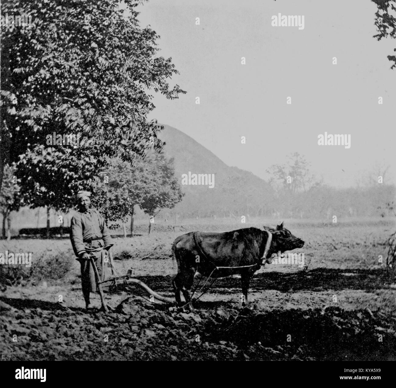 The Plough, a prominent constellation in the northern sky, is part of ...