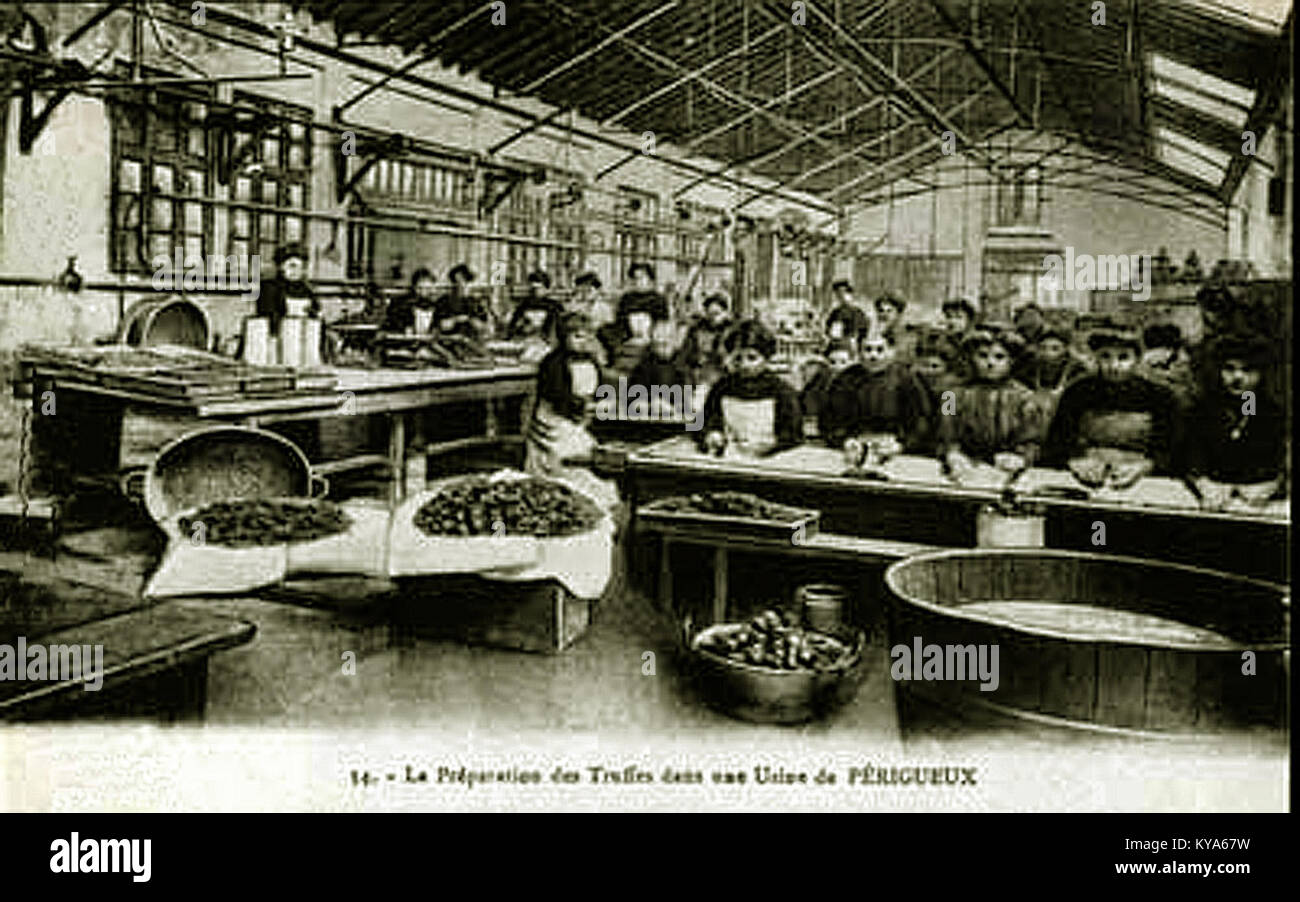 A documented process of truffle preservation in Périgueux, France ...