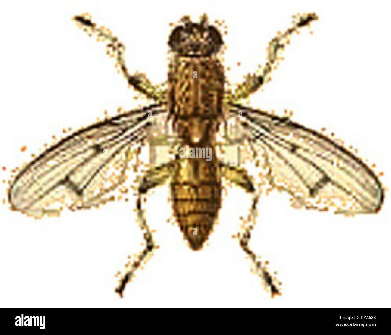 Truffle fly hi-res stock photography and images - Alamy