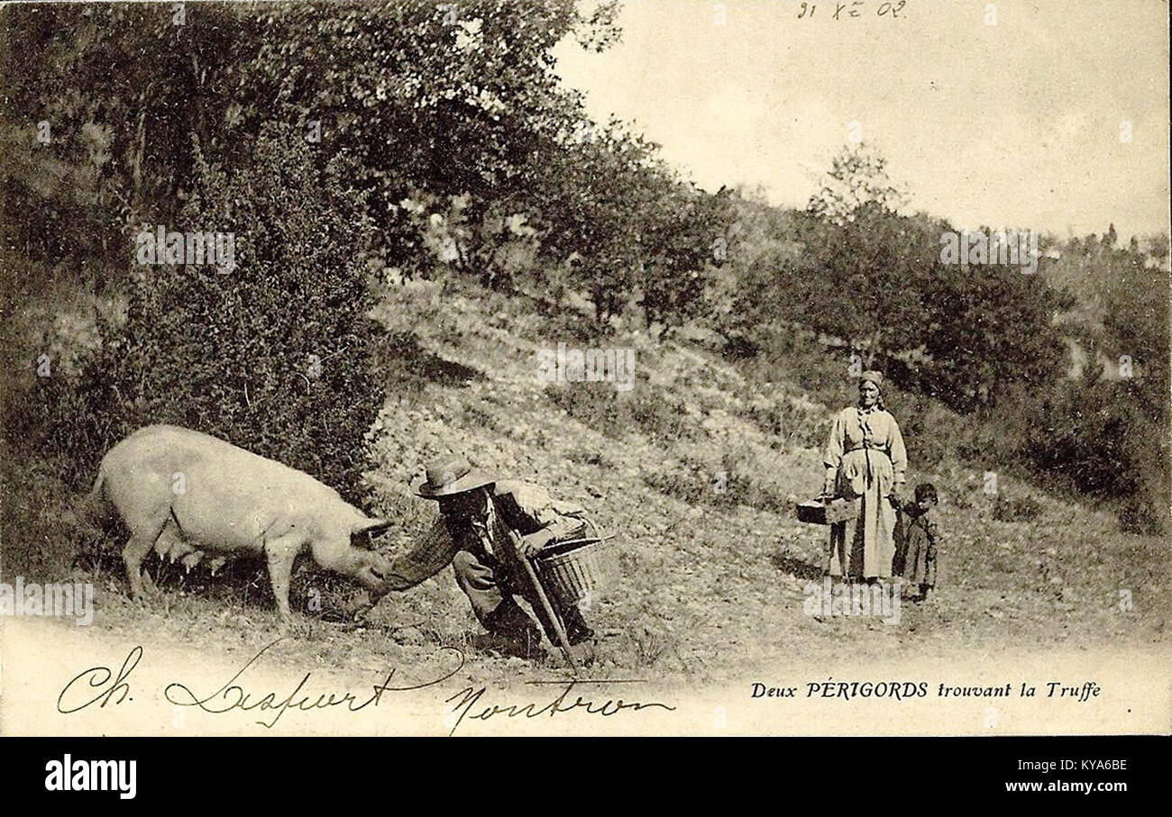 Périgord Cavage en famille Stock Photo - Alamy