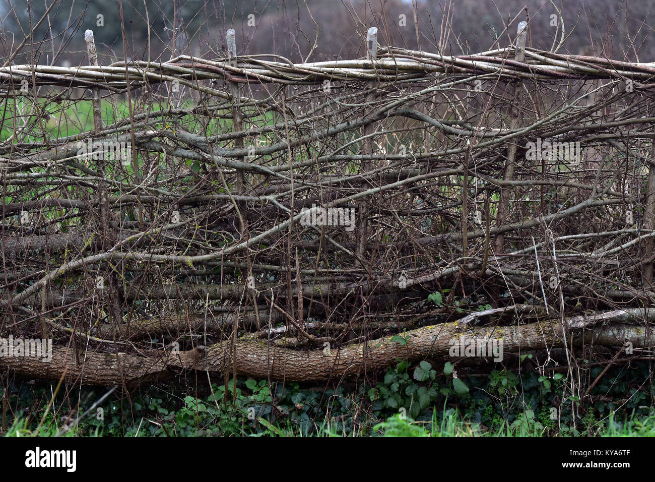 Laid hedges hi-res stock photography and images - Alamy