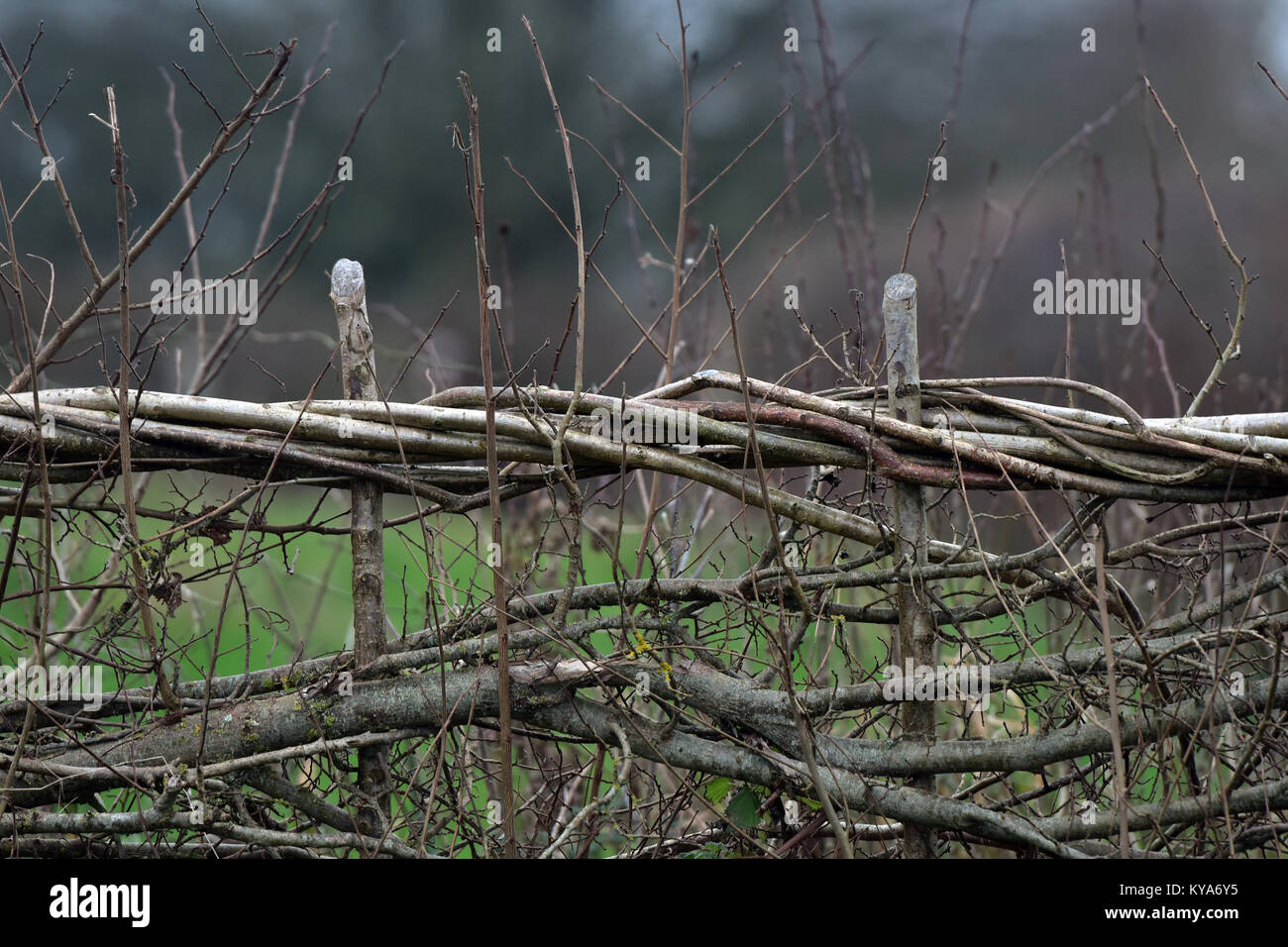A traditionally laid hedge using skills passed down through generations ...