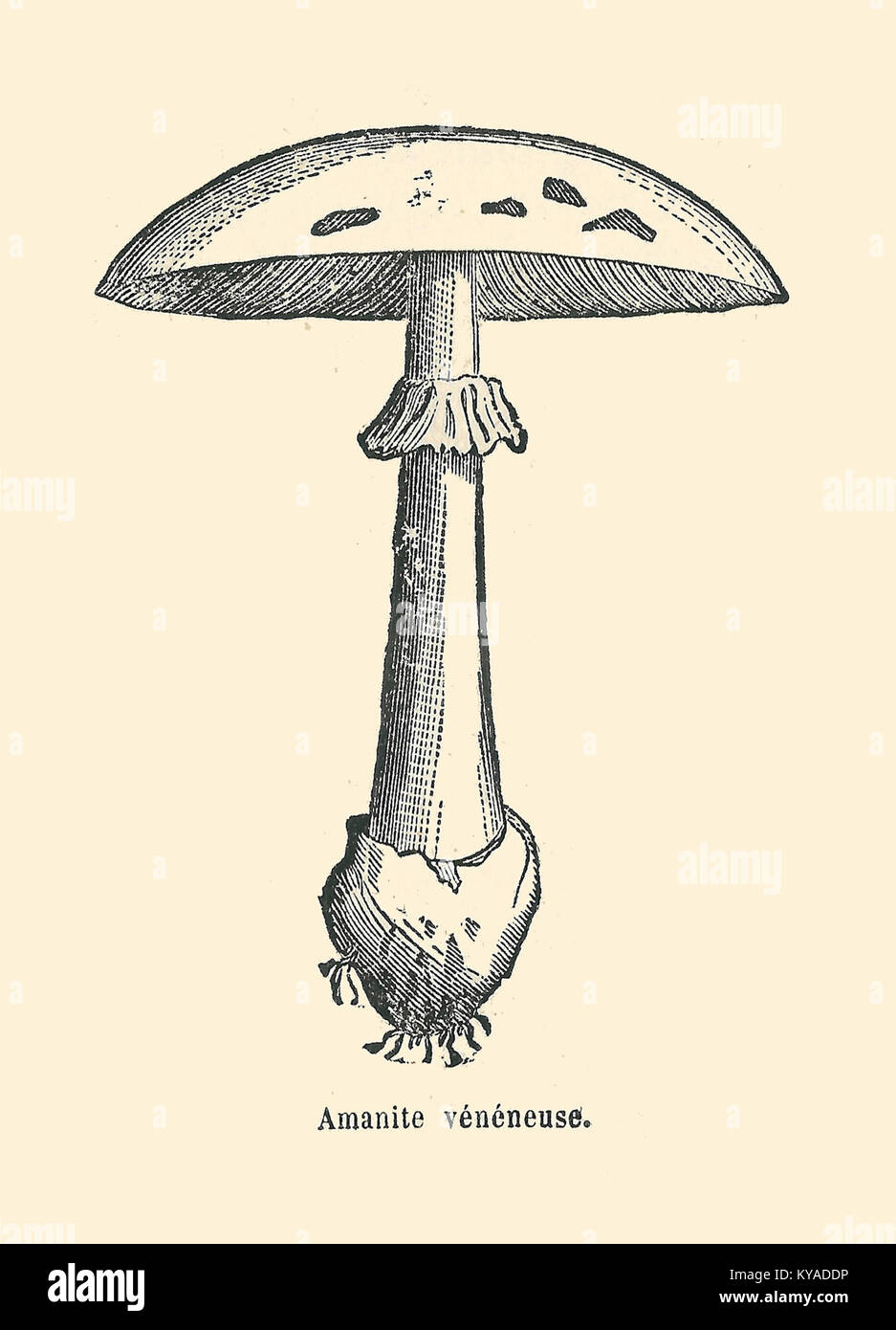 Ysabeau hi-res stock photography and images - Alamy