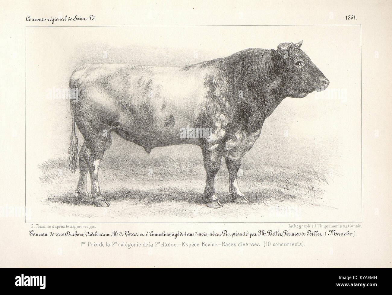 The image shows a Durham breed bull, a species of cattle known for its ...