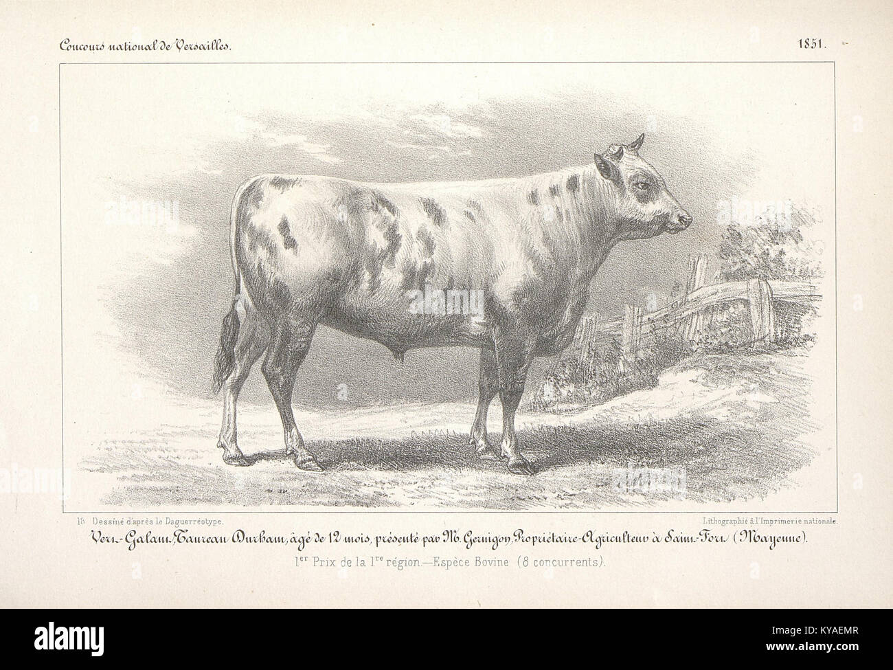 This photograph captures a Durham bull in Saint-Fort en Mayenne, France ...