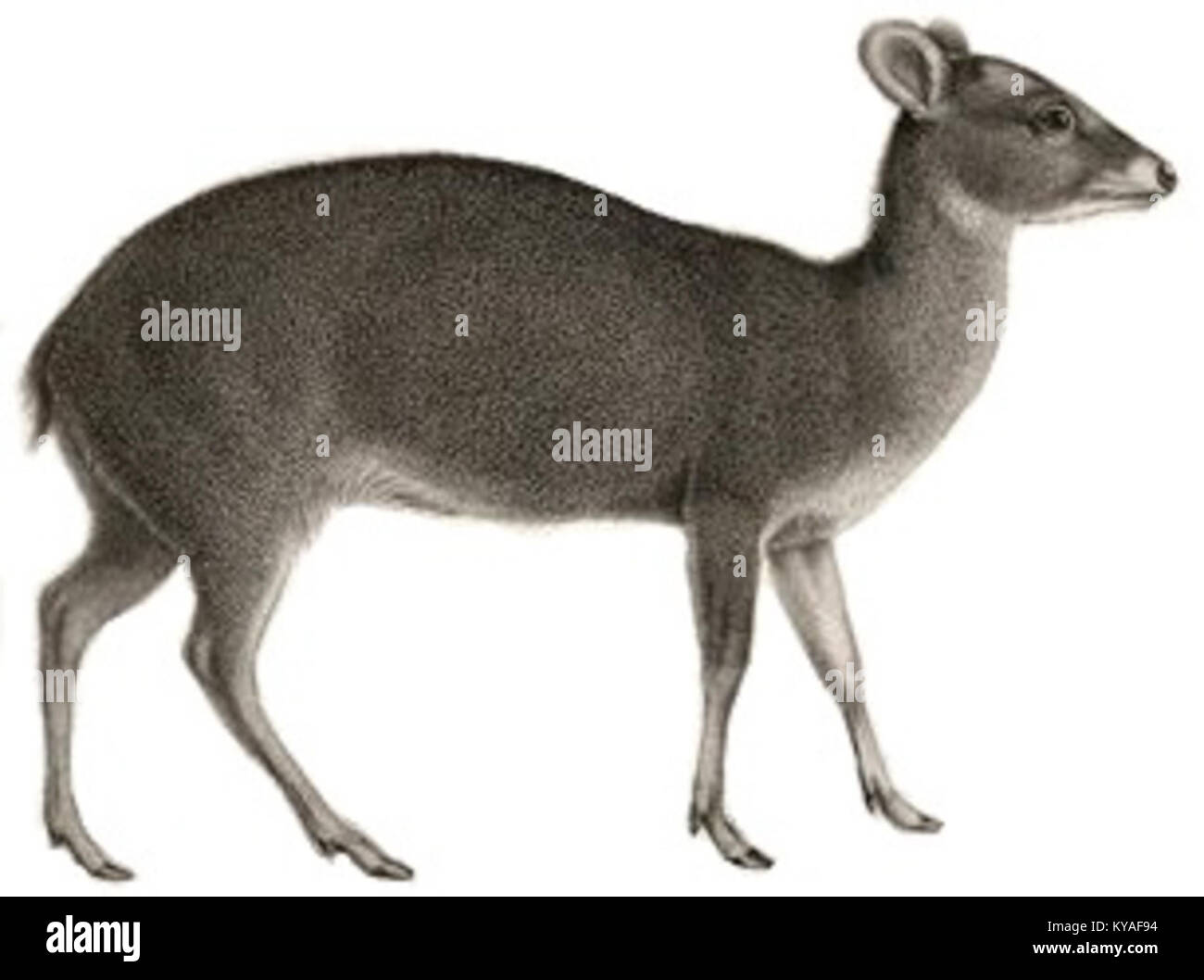 Pudu puda Werner (white background Stock Photo - Alamy