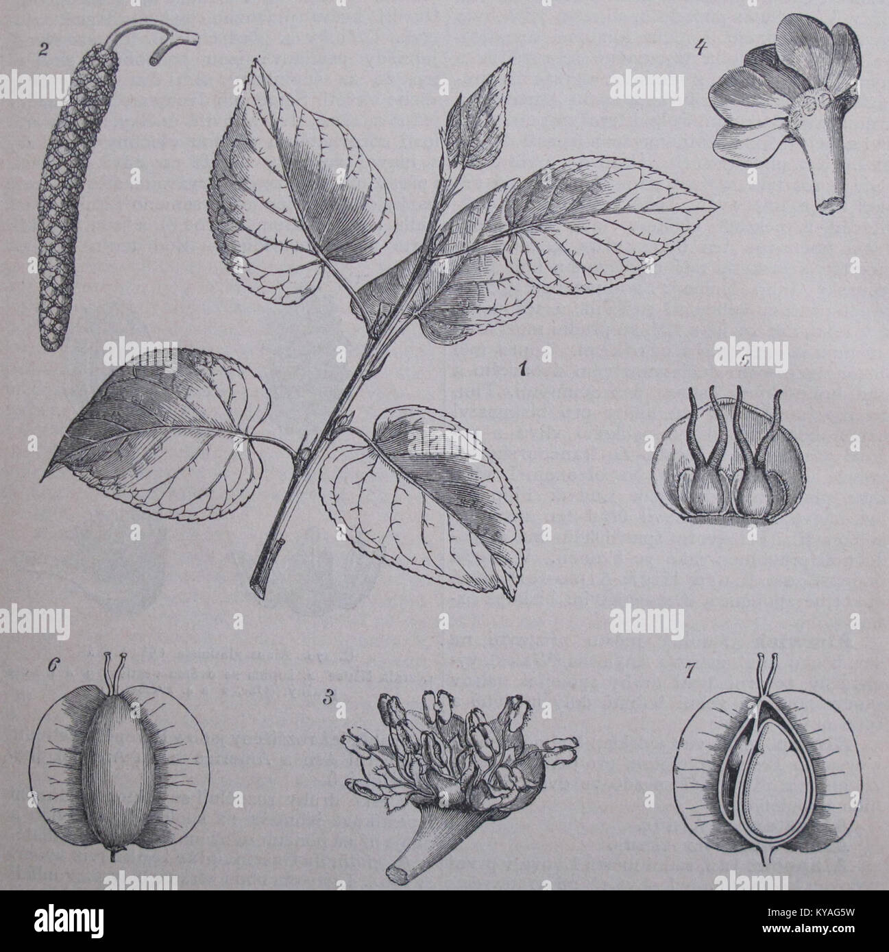 A scientific illustration of bird species from a European collection ...