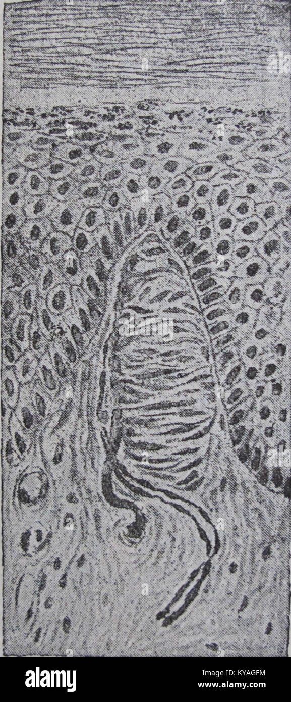 An illustration from 'Ottův slovník naučný', a Czech encyclopedic ...