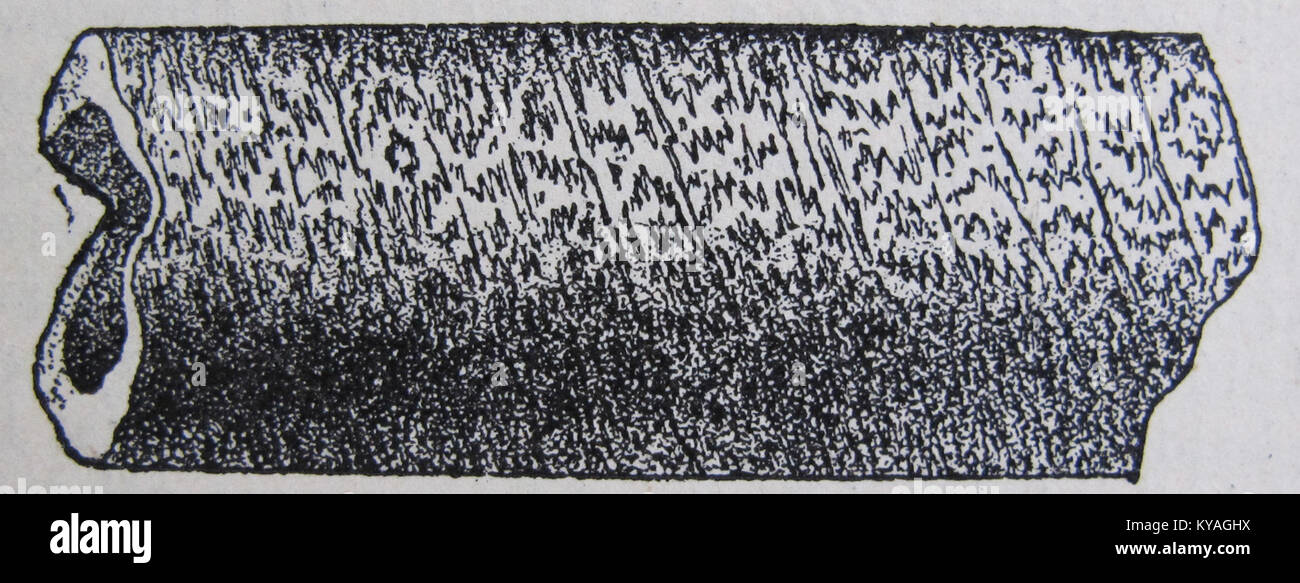 The image from the Ottuv Slovník Naučný, a Czech encyclopedia, depicts ...