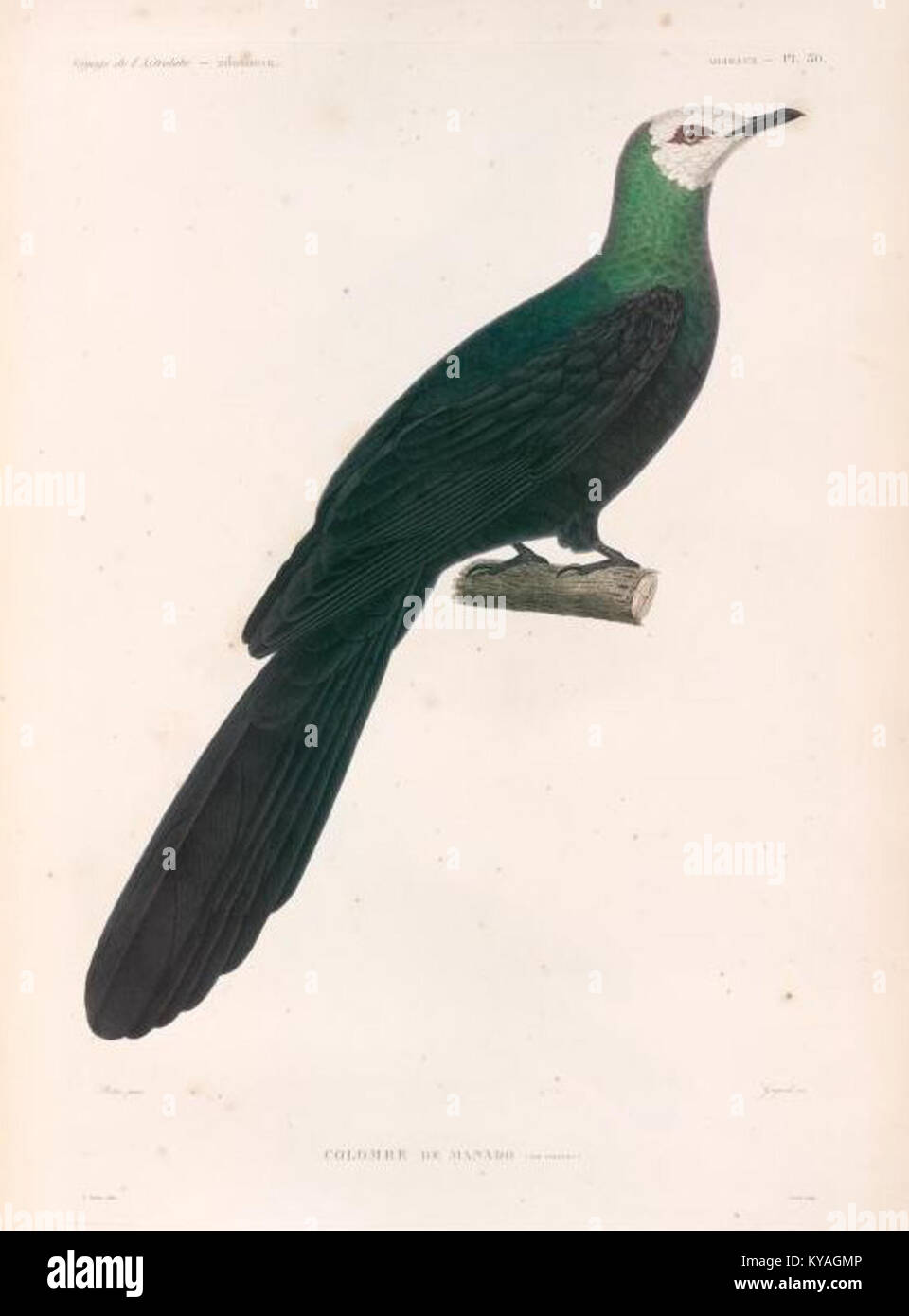 Turacoena manadensis hi-res stock photography and images - Alamy