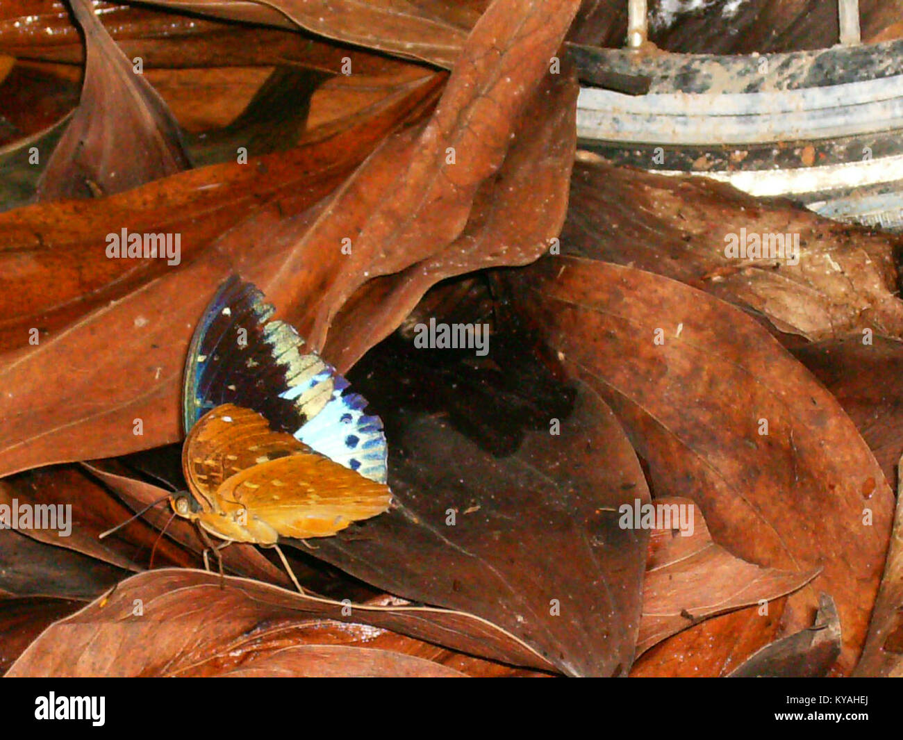 A photograph of an Indonesian butterfly from the island of Sumbawa ...