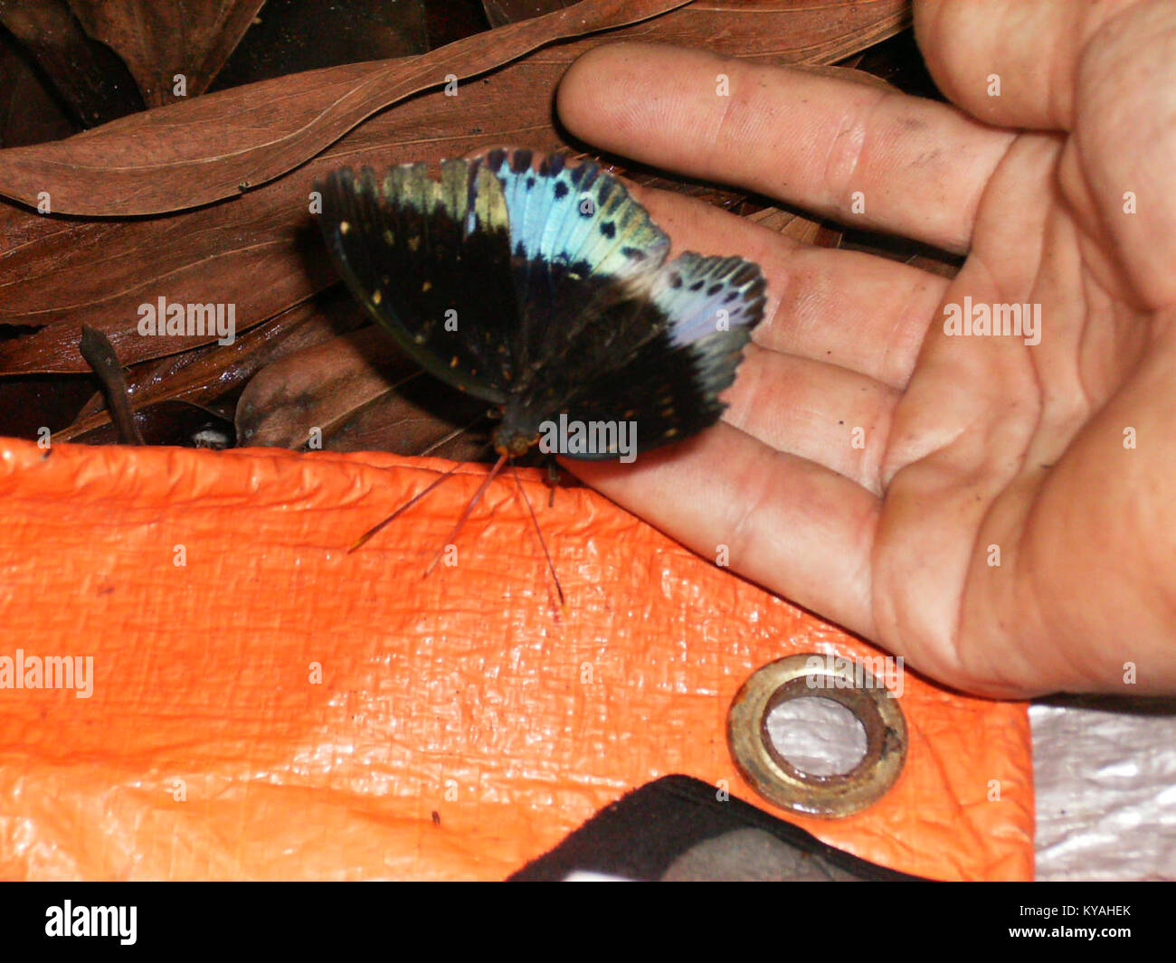 Indonesian species hi-res stock photography and images - Alamy