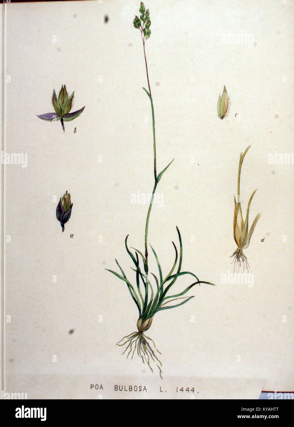 Botanical illustration of Poa bulbosa from Flora Batava, showing grass ...
