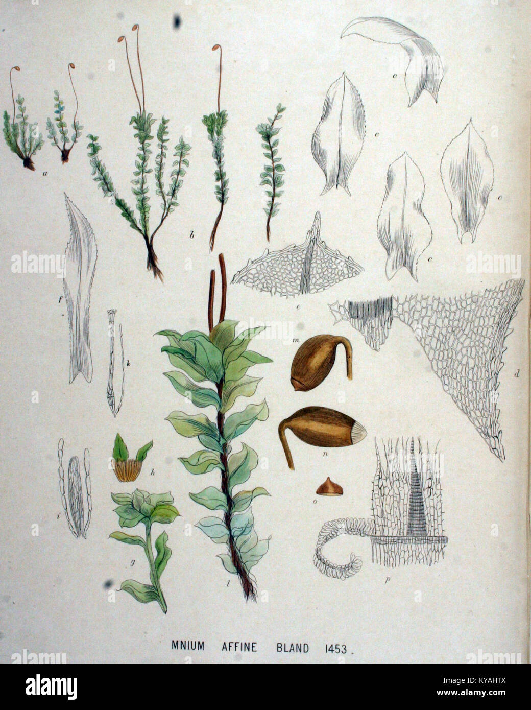 Mnium affine hi-res stock photography and images - Alamy