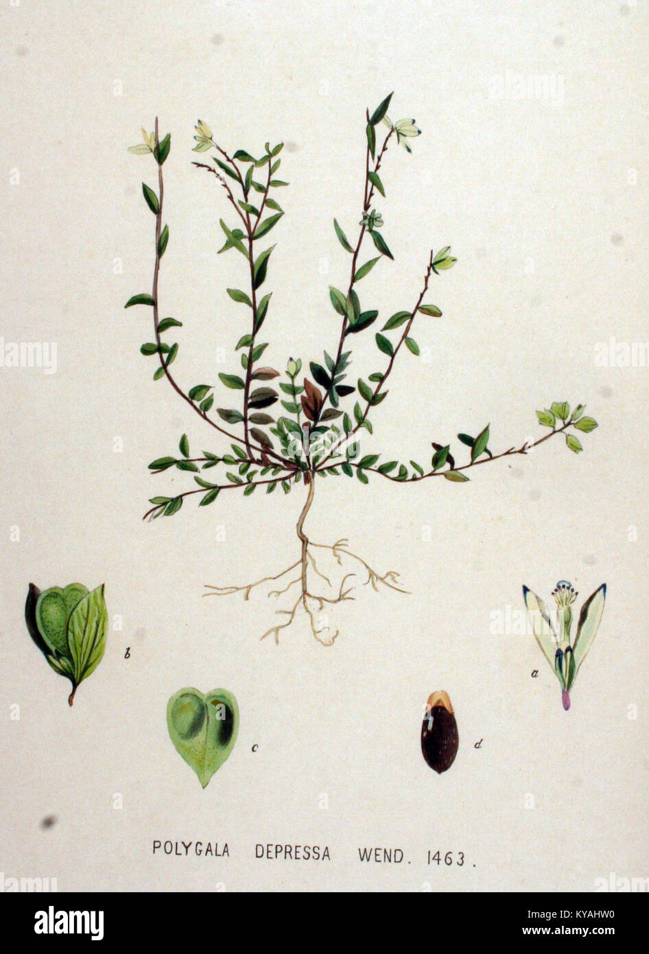 Illustration of Polygala depressa from Flora Batava Volume V, a ...