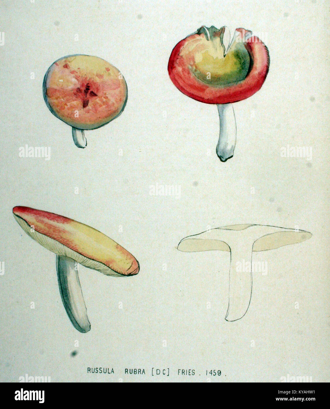 Russula rubra hi-res stock photography and images - Alamy