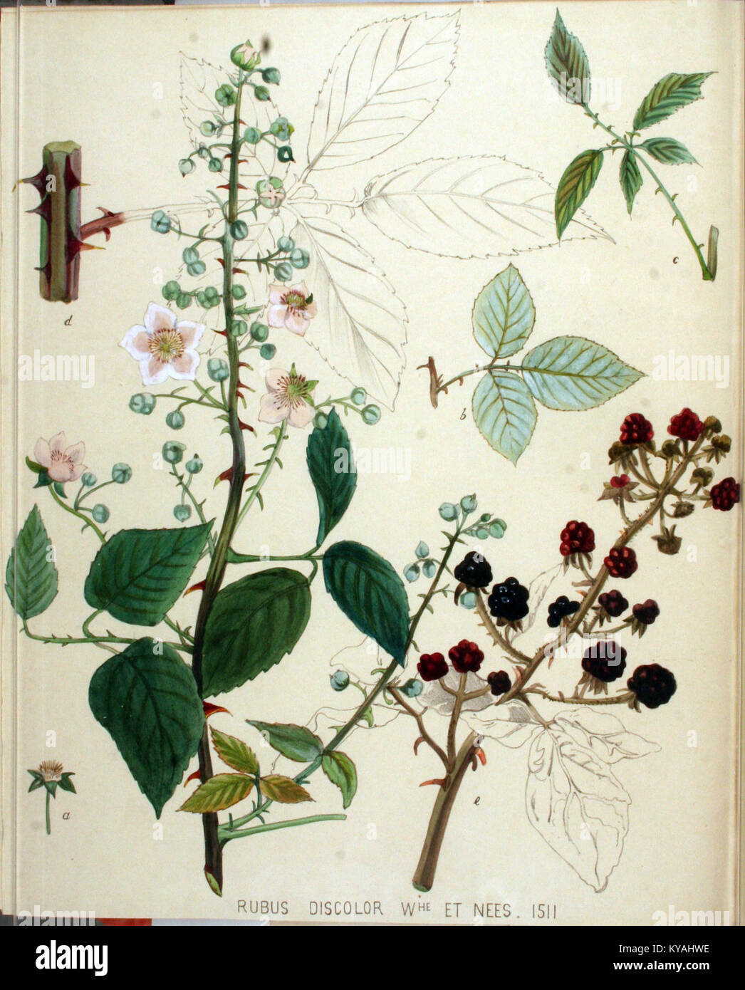 This illustration from Flora Batava Volume 19 features Rubus discolor ...