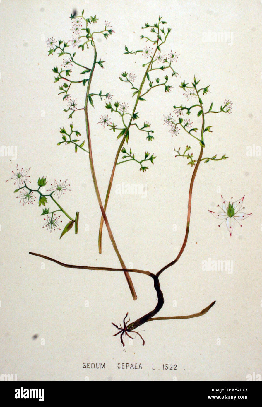 Botanical illustration of Sedum cepaea from Flora Batava, showing plant ...