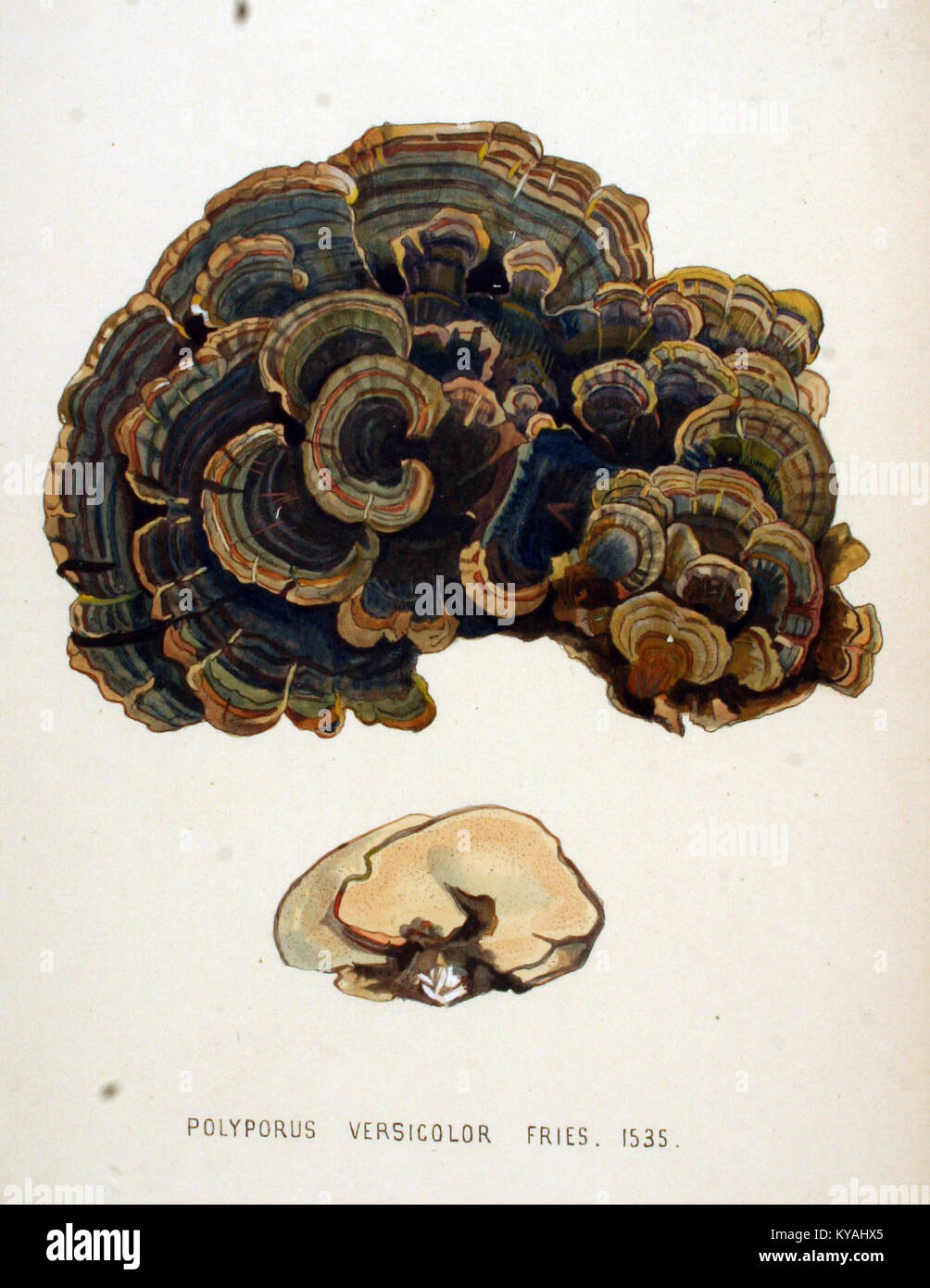 Polyporus versicolor — Flora Batava — Volume v20 Stock Photo - Alamy