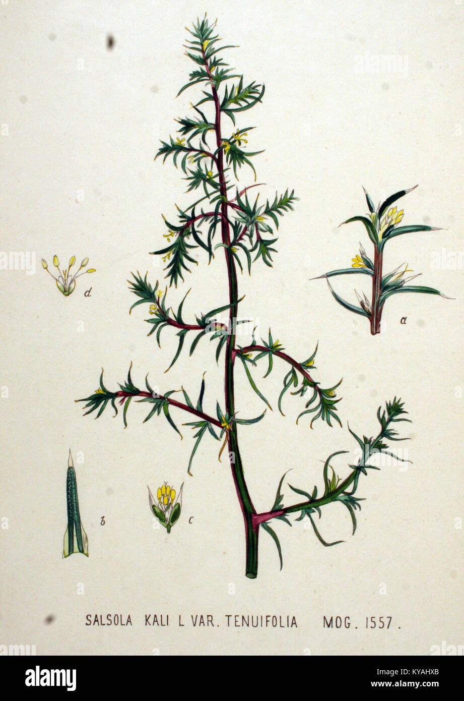 Salsola kali, also known as the prickly saltwort, is a plant species ...