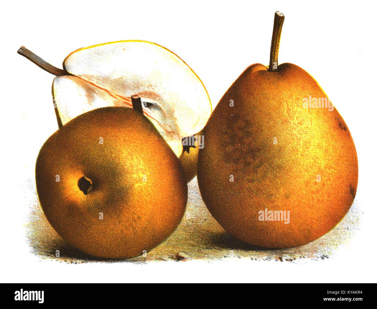 Pear tree species Cut Out Stock Images & Pictures - Alamy